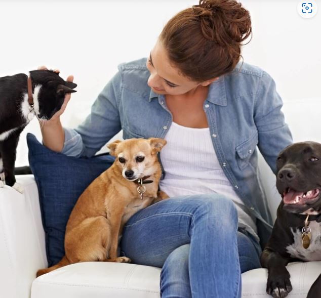 Wollermann Business Brokers | Attention Pet Lovers and Entrepreneurs ...